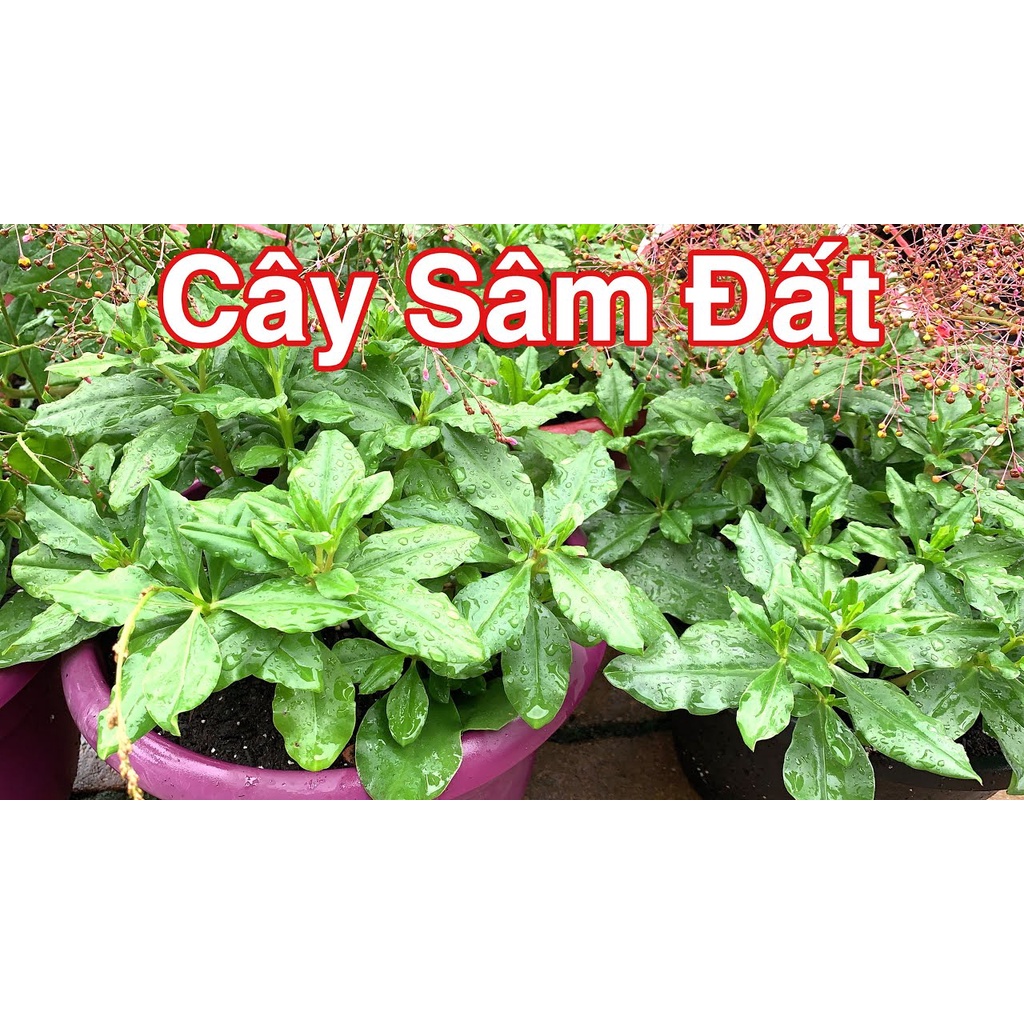 [Nhu_Mai_Garden]cây giống sâm đất (cây thổ sâm, rau sâm)- cây giống to ...