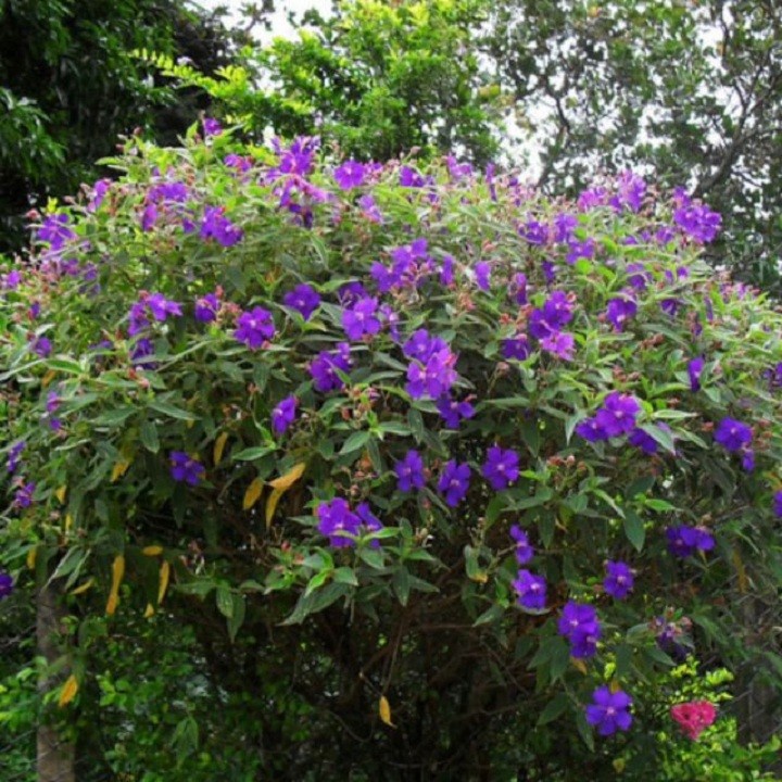 Cây hoa sim tím | Shopee Việt Nam