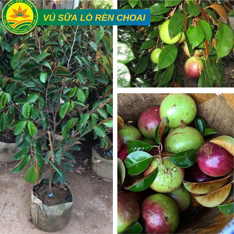 Cây Vú Sữa Lò Rèn Choai, Siêu Sai Trái, Cho Quả Ngay Sau Vài Tháng ...