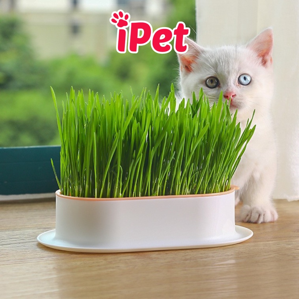 Bộ kit trồng cỏ mèo lúa mì thủy canh hỗ trợ tiêu hóa cho mèo - iPet Shop | Shopee Việt Nam