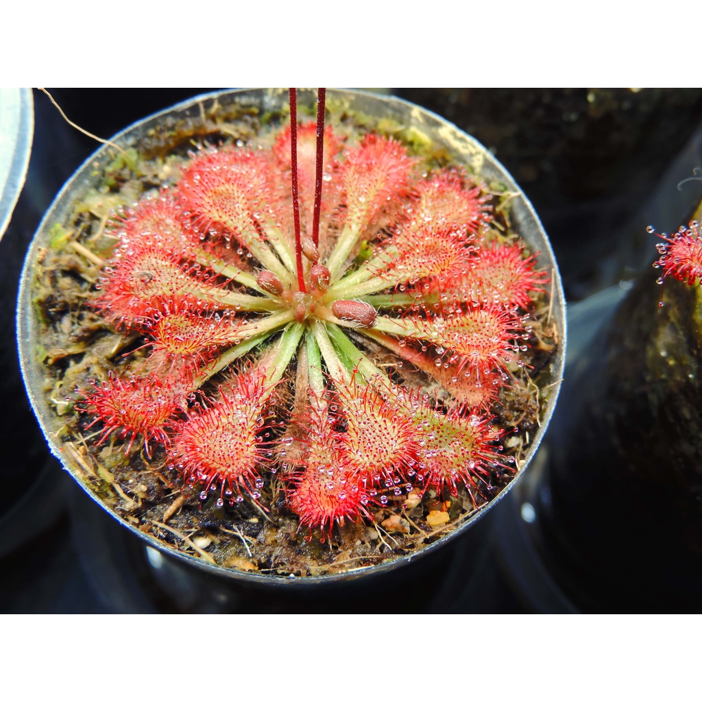 Cây gọng vó Drosera Tokainensis cây trưởng thành, bắt mồi bằng keo dính ...