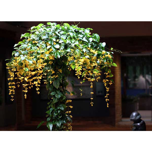 Lan Leo Hoàng Dương, chậu cây to, đẹp, siêu rẻ | Shopee Việt Nam