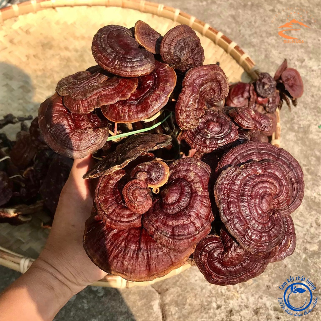 Nấm Linh chi rừng khô Tây Bắc thu hái, phơi khô tự nhiên. Thảo dược quý nấm linh chi đỏ, nấm lim ...