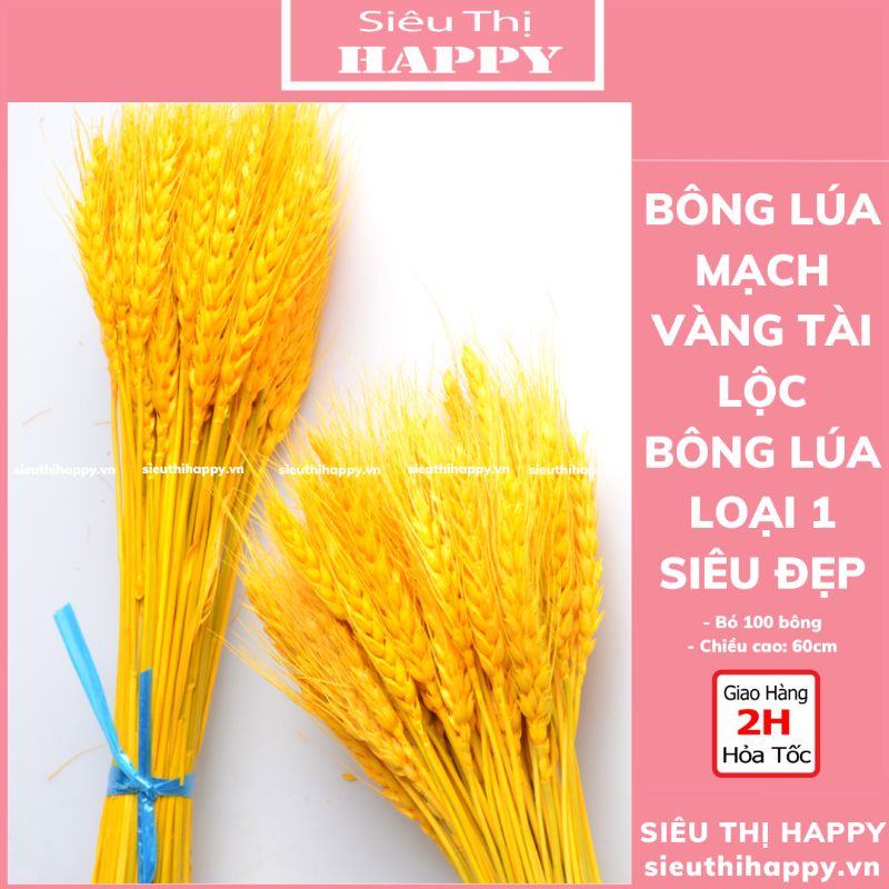 Bông lúa mạch vàng màu vàng, hoa khô lúa mạch tài lộc - Siêu Thị Happy ...