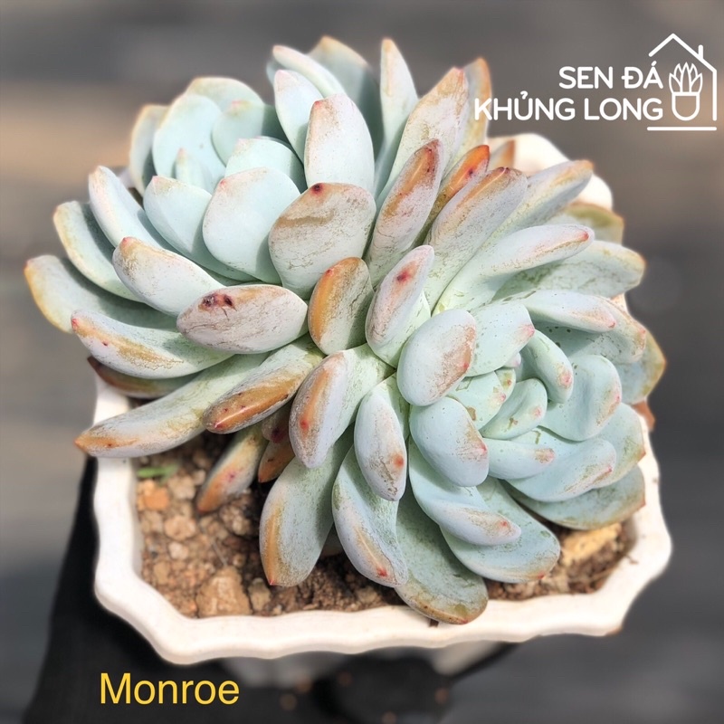sen đá monroe - echeveria monroe | Shopee Việt Nam