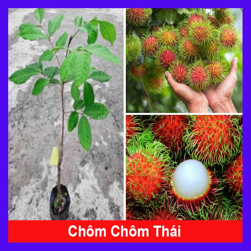 Cây Chôm Chôm Thái - cây ăn quả - caykiengsadec | Shopee Việt Nam