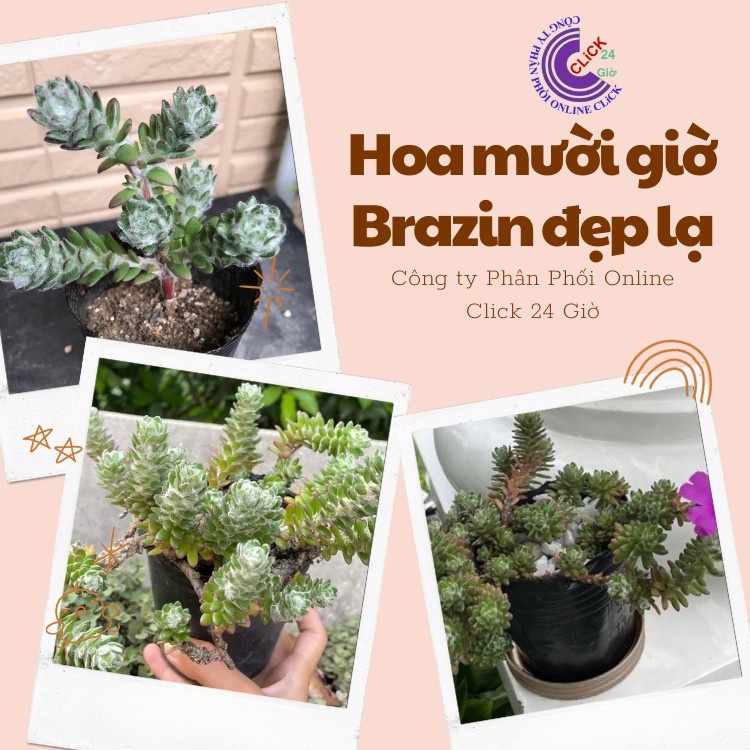 Hoa Mười Giờ Braxin Đẹp Lạ Dễ Trồng Giống Mới Nhập Hoa Mười Giờ Bonsai ...