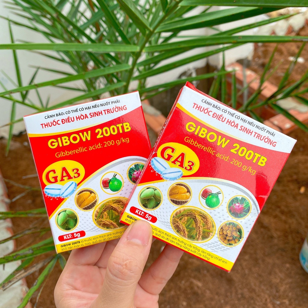 GA3 Gibow 200TB, Siêu Phì Trái, Bóng Trái, Đẹp Trái | Shopee Việt Nam