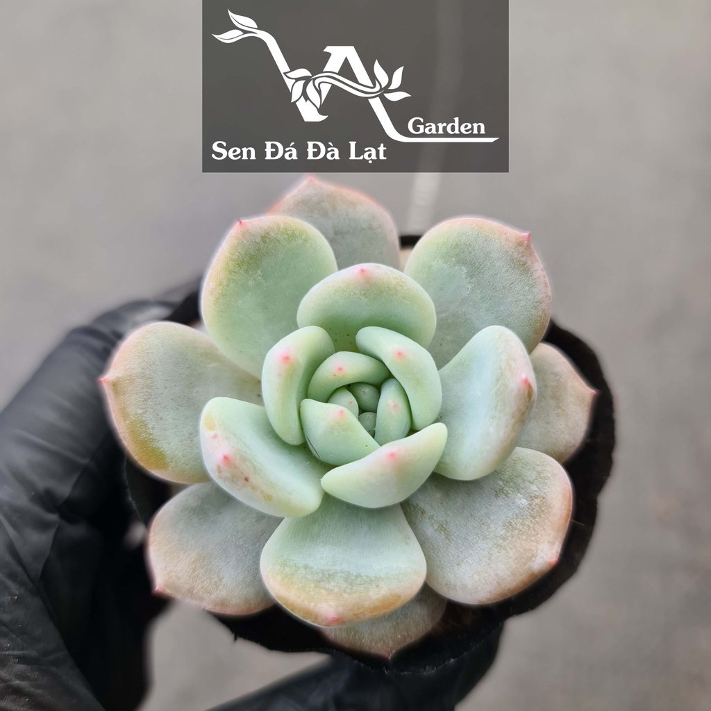 Sen đá MONROE size bầu 5-8cm VA Garden - lỗi 1 đổi 1 | Shopee Việt Nam