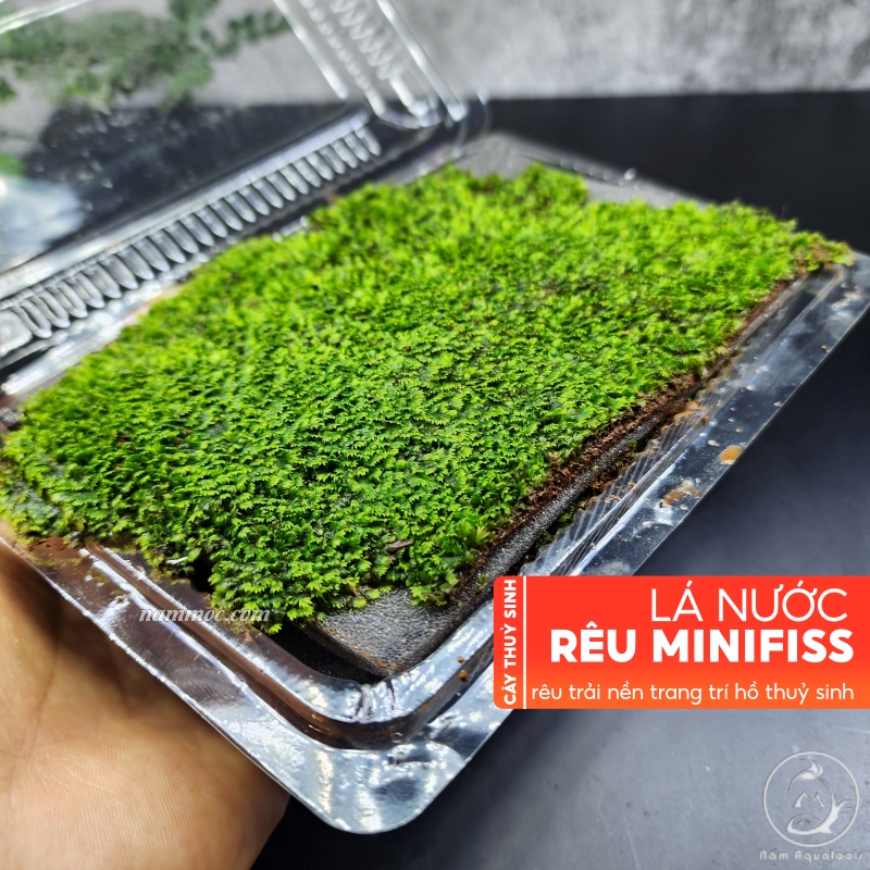 Rêu Mini Fiss | Rêu Minifiss Thảm Trải Nền Bể Cá Thuỷ Sinh Cực Đẹp ...