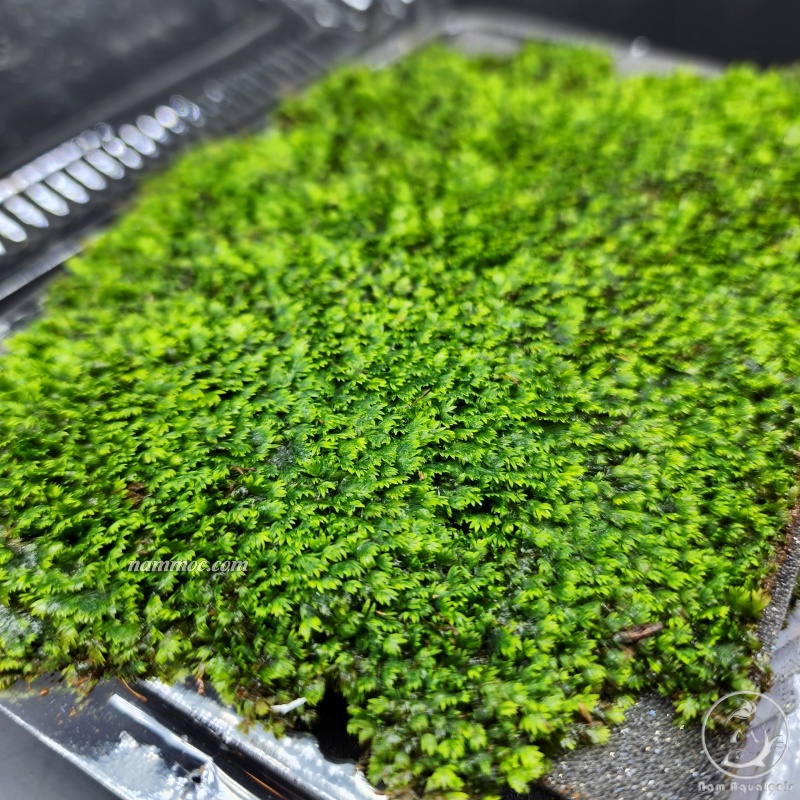 Rêu Mini Fiss | Rêu Minifiss Thảm Trải Nền Bể Cá Thuỷ Sinh Cực Đẹp ...