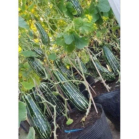 hạt giống Dưa lê chuối đốm (dưa gang Abavina) 80-100h | Shopee Việt Nam