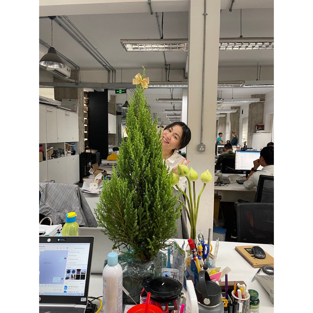 Cây Sơn Tùng - Cây cảnh trong nhà DSFDSF ( chuyên cây giống ) | Shopee ...