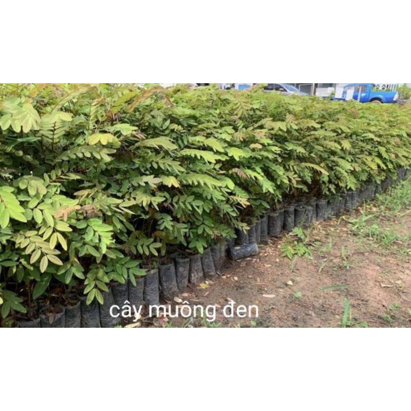 Cây muồng hoa đào (,còn gọi cây muồng đen.) SDFASD ( cây xanh ngọc lan ...