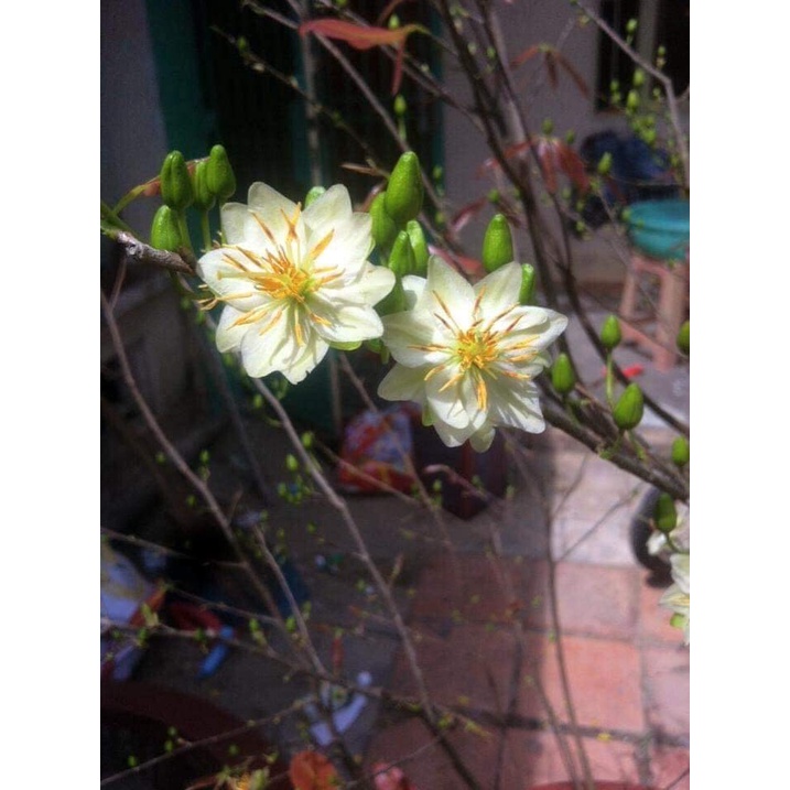 Hoa Thanh Mai 5-12 cánh cây giống DHFGH ( era town duc khai) | Shopee ...