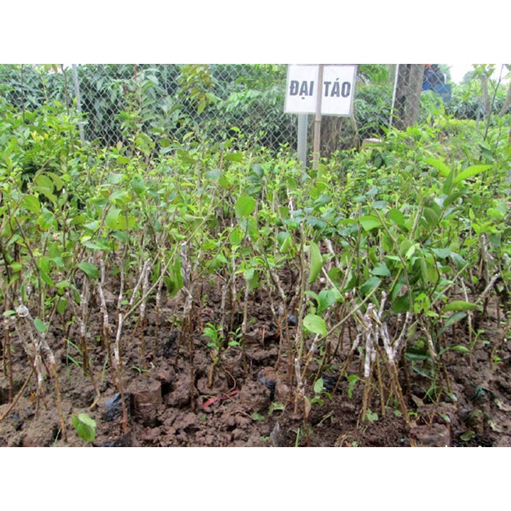 Cây táo đại (Cây giống khỏe) | Shopee Việt Nam
