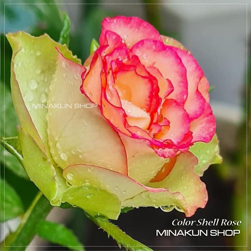 [Shop_huan_hoa_hong]Hoa hồng ngoại Color Shell Rose hai màu cực đẹp ...