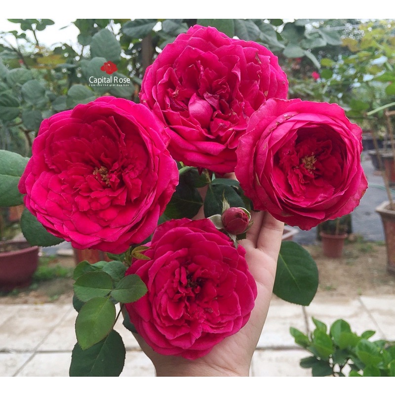 [Shop_huan_hoa_hong]Chậu hoa hồng Pass De Deux Rose - hồng bụi, hoa ...