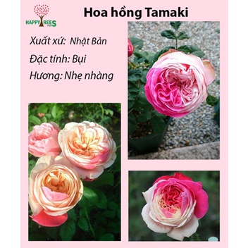 [Shop_huan_hoa_hong]Hoa hồng ngoại Tamaki Rose cực đẹp Hồng thắm cực ...