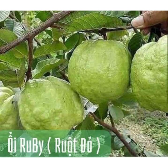 CÂY GIỐNG ỔI RUBY RUỘT ĐỎ ( cây xanh ngọc lan 47) | Shopee Việt Nam