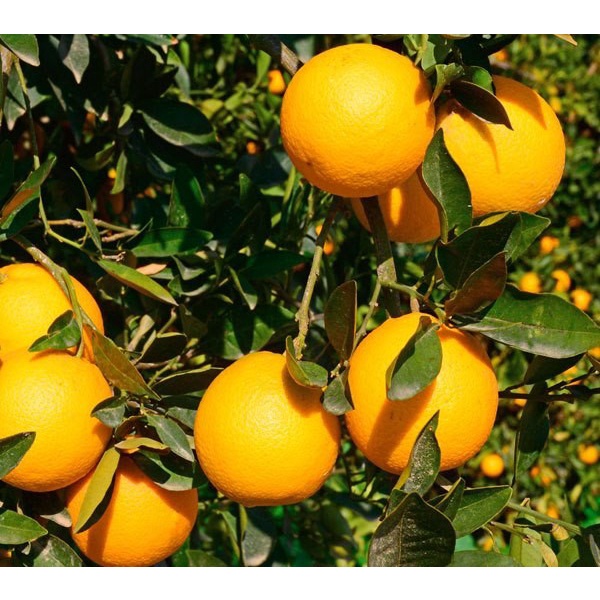 CÂY cam vàng GHJGHJ ( chuyên cây giống ) | Shopee Việt Nam