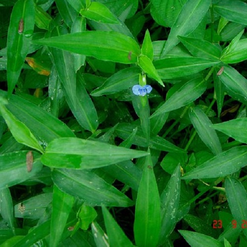 Rau chai tươi (Cây Thài Lài) 1kg | Shopee Việt Nam