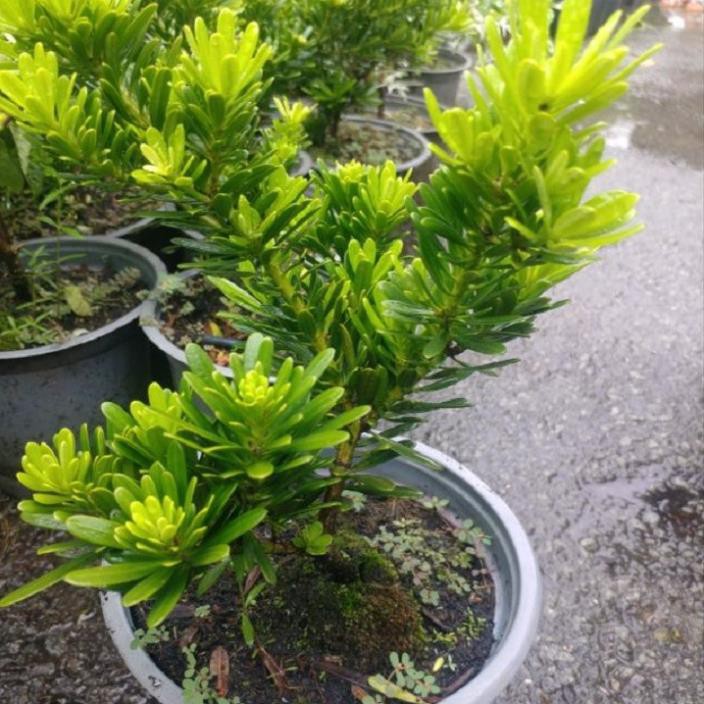 [FREESHIP - Xả Khô Máu] CÂY GIỐNG CÂY VẠN NIÊN TÙNG KIM CƯƠNG BONSAI ...