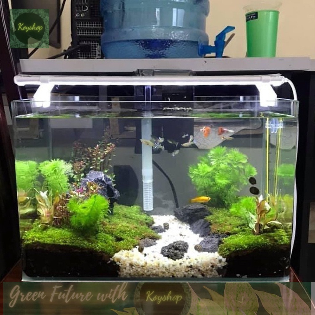 Bể cá mini - Giá Tốt, Miễn Phí Vận Chuyển, Đủ Loại | Shopee Việt Nam