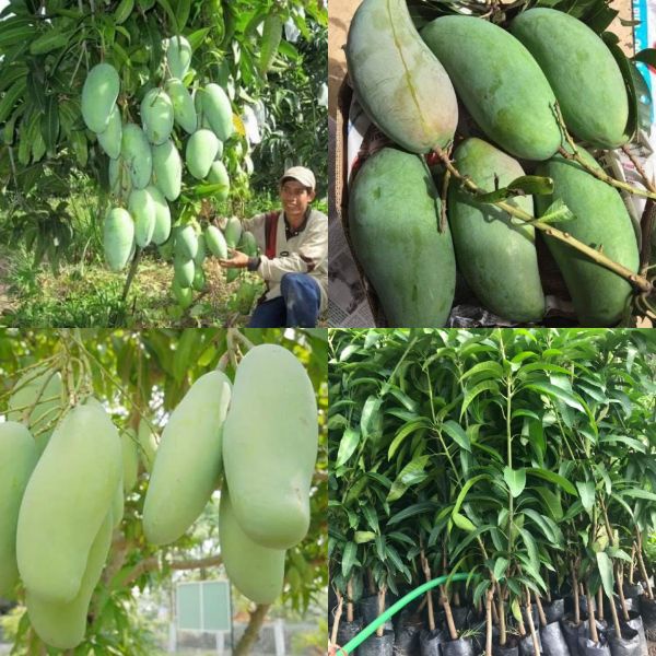 CÂY GIỐNG XOÀI ĐÀI LOAN GFHGF ( cây xanh ngọc lan 47) | Shopee Việt Nam