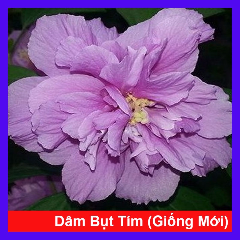 Hoa dâm bụt tím (giống mới) - cây cảnh để bàn | Shopee Việt Nam