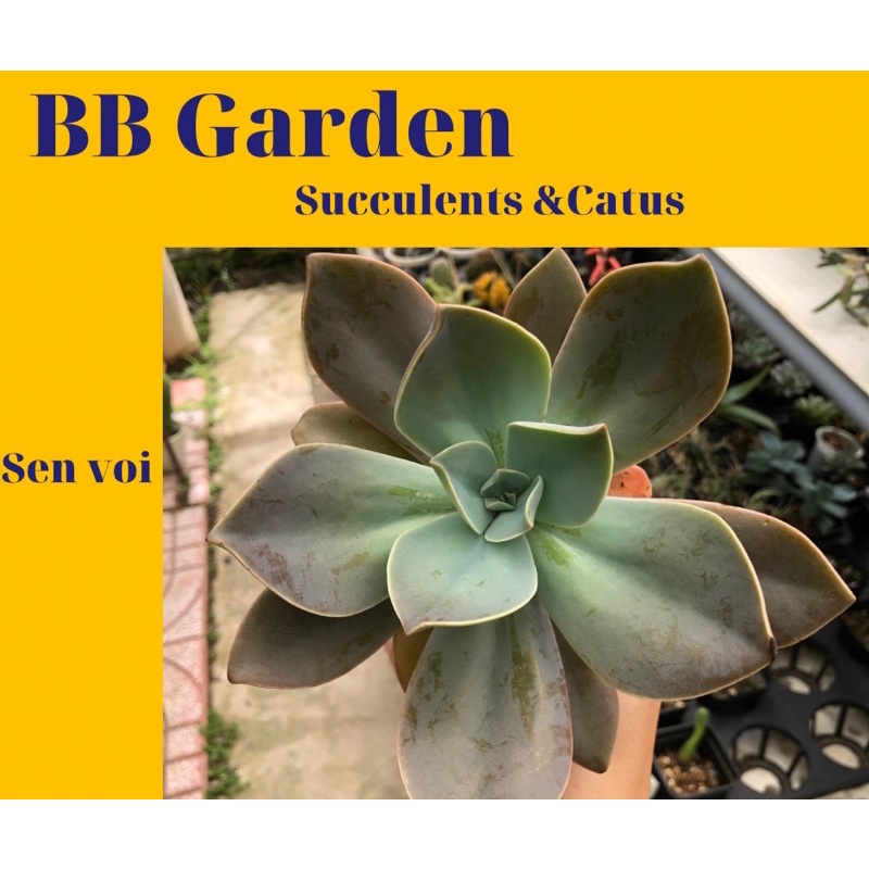 SEN ĐÁ TAI VOI | Shopee Việt Nam