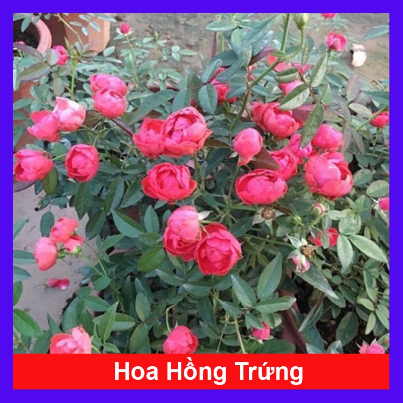 Cây Hoa Hồng Trứng - Margo Koster Rose - cây cảnh sân vườn | Shopee ...