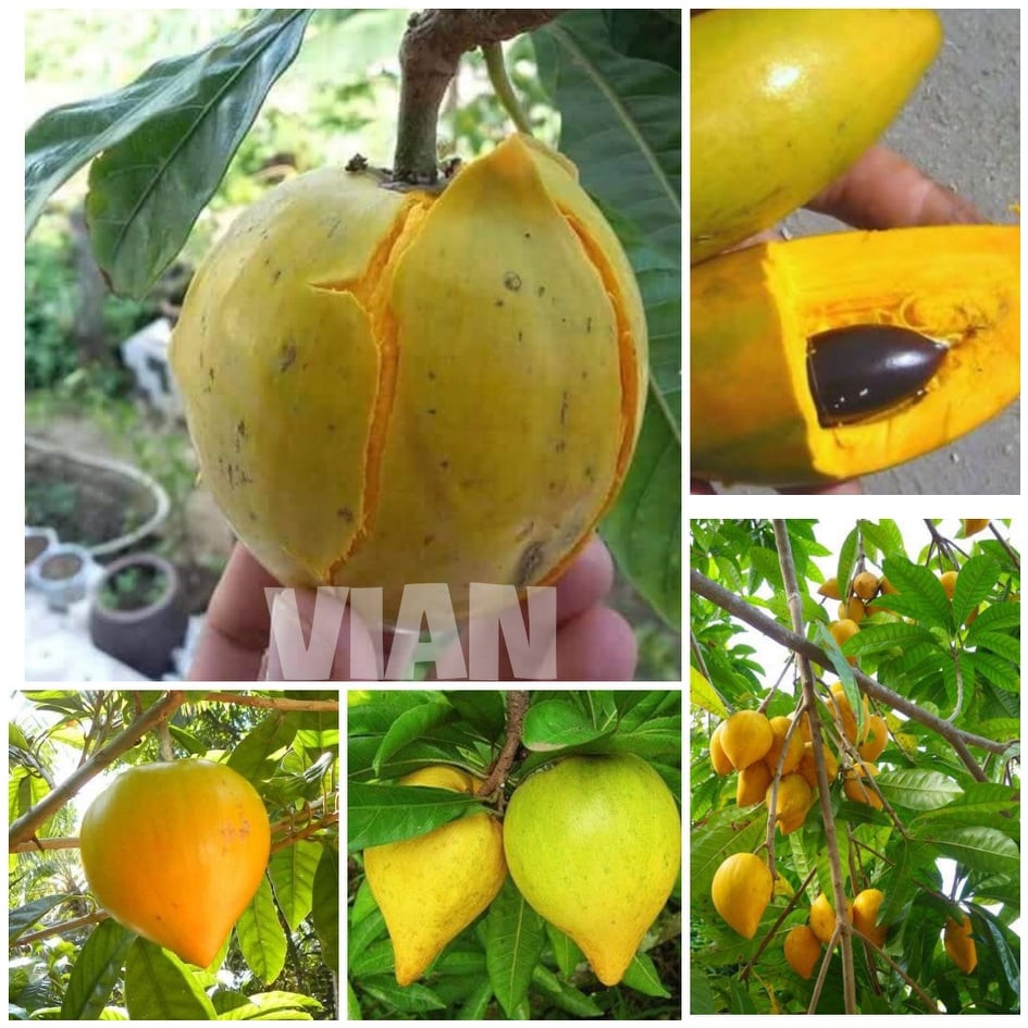 2 cây giống lekima DFGDFG ( cây xanh ngọc lan 47) | Shopee Việt Nam