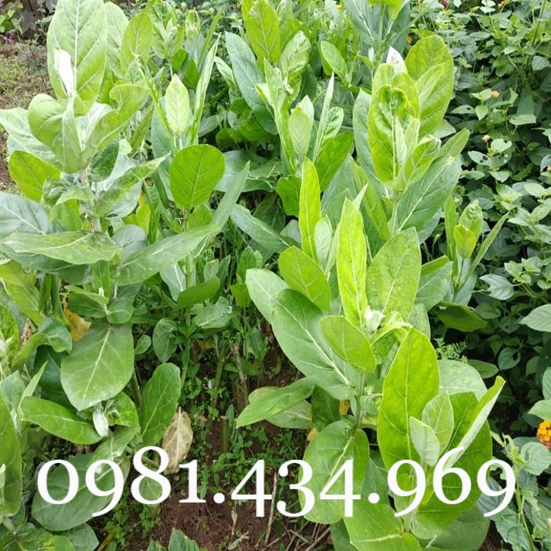 Lá Hen Khô 01 KG (Bàng Biển, Bồng Bồng, Lưỡi Bò) | Shopee Việt Nam