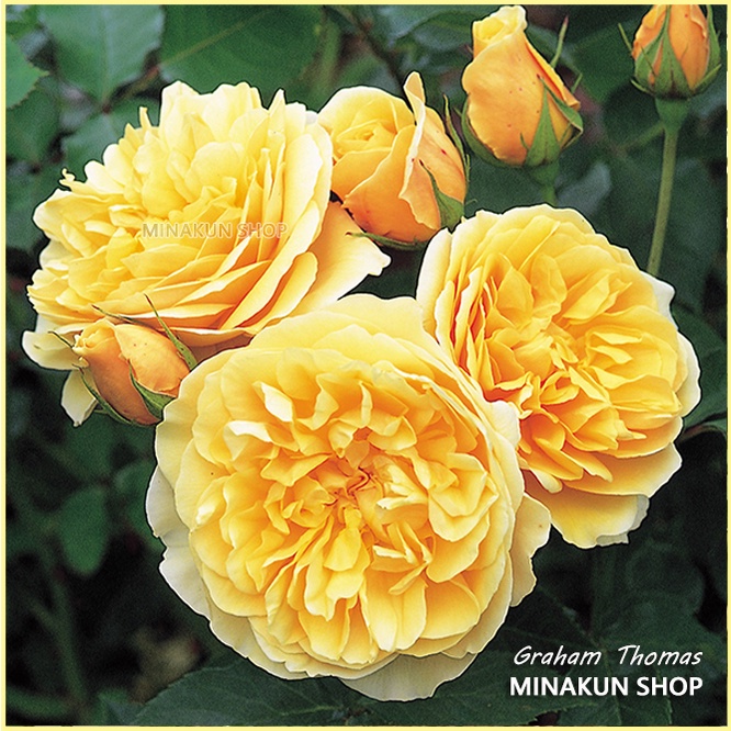 Hoa hồng ngoại Graham Thomas vàng (Leo) cực đẹp | Shopee Việt Nam