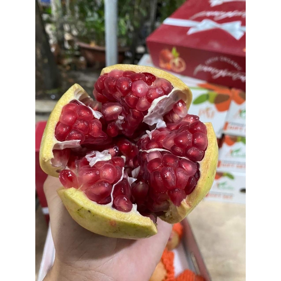 CÂY LỰU LÙN THÁI LAN SIÊU QUẢ ( TRỒNG CHẬU ĐƯỢC ) (tân thuân shop 47) | Shopee Việt Nam