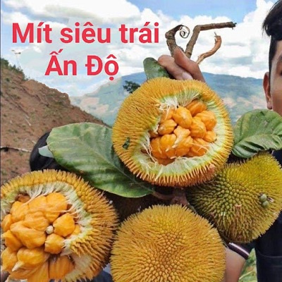 CÂY GIỐNG MÍT ẤN ĐỘ GIỐNG GHÉP MAU TRÁI ( CHUẨN GIỐNG MÍT ẤN ĐỘ ...