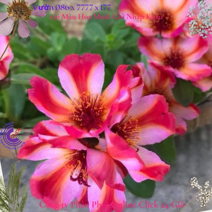 Cành Giống Hoa Sam Đơn 120 Hoa Mười Giờ Sam Thái Màu Lạ Hoa Mười Giờ ...