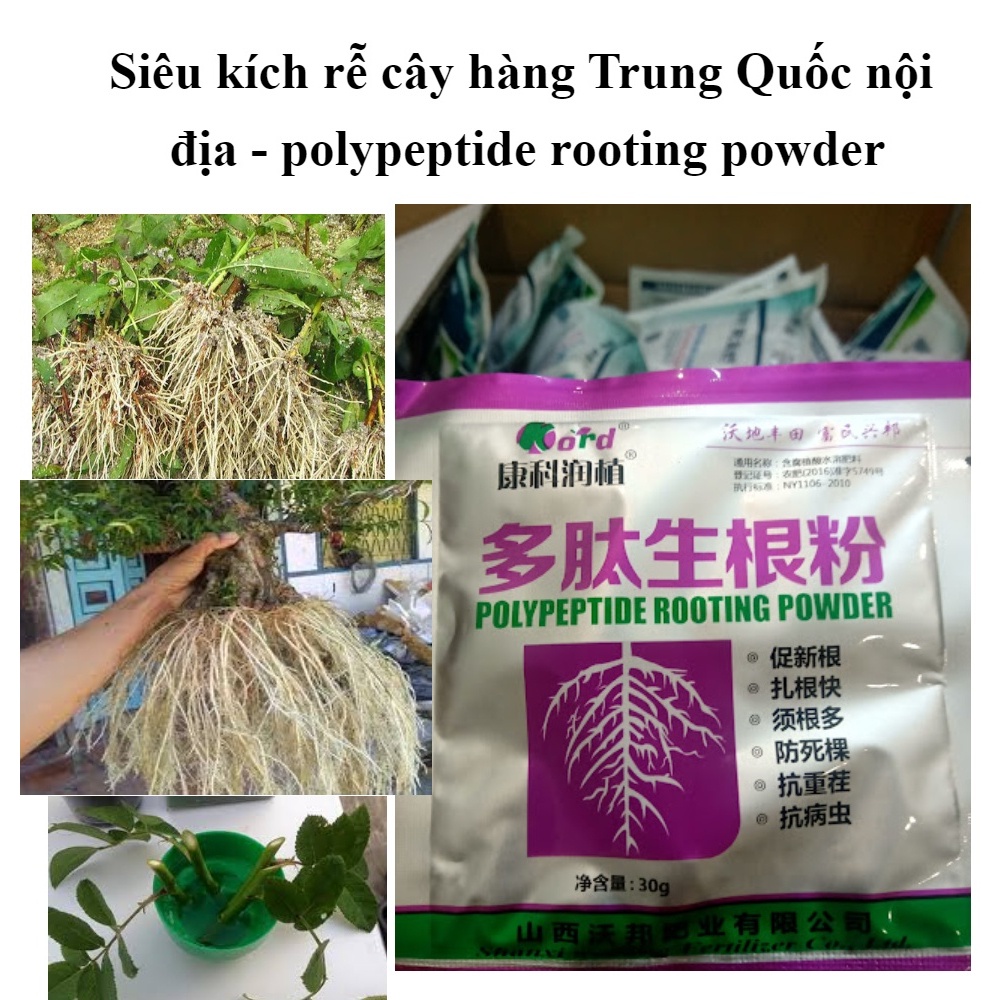 10 gói Bột kích rễ hàng nội địa Trung Quốc Polypeptide Rooting Powder ...