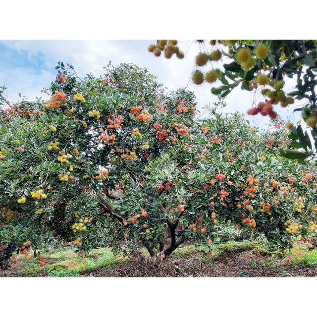 Cây Chôm Chôm Thái Giống [ CHO TRÁI Siêu Sớm ] (tân thuân shop 47) | Shopee Việt Nam