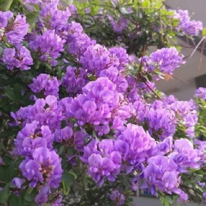 Cây Linh Sam 86 - cây phôi làm bonsai, tiểu cảnh | Shopee Việt Nam