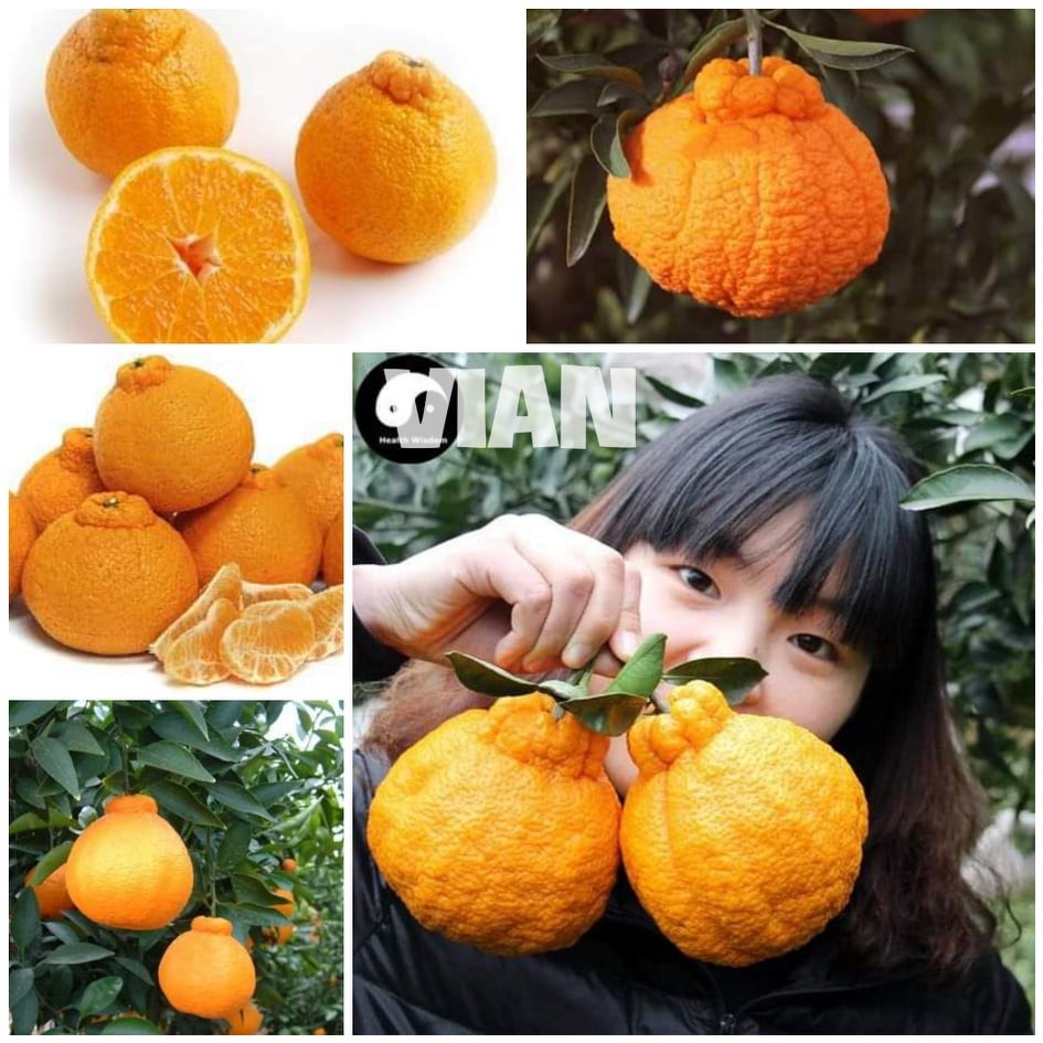 CÂY GIỐNG CAM SUMO GHJGHJ ( chuyên cây giống) | Shopee Việt Nam