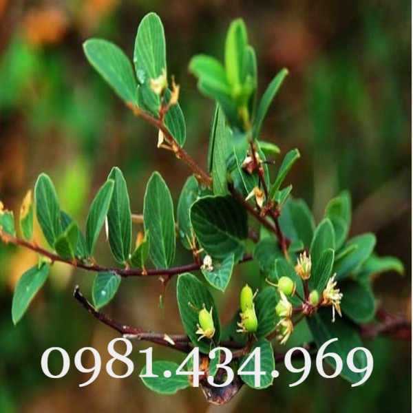 Cây Rung Rúc Khô 01 Kg (Cứt Chuột, Rút Rế, Đồng Bìa, Rúc Rích) Sạch ...