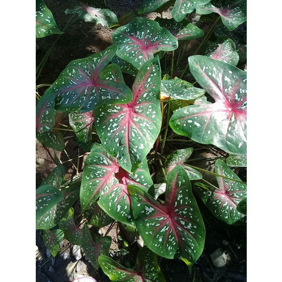 Cây giống Môn Cảnh. [ FREeShip Extra + XU ExTrA plus ] | Shopee Việt Nam