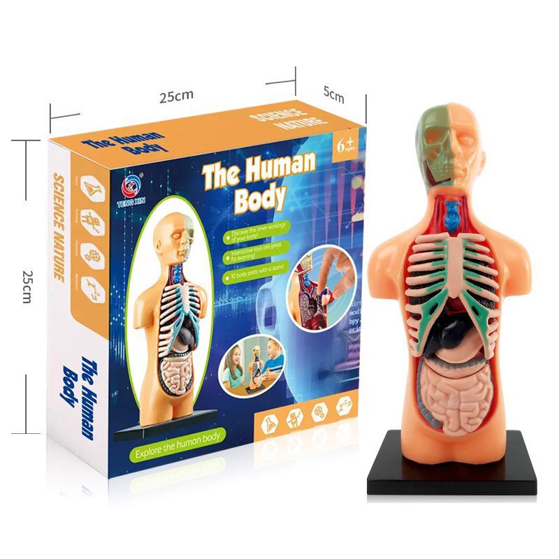 HUMAN TORSO BODY ANATOMY MODEL WITH REMOVABLE PARTS HUMAN BODY SCIENCE ...