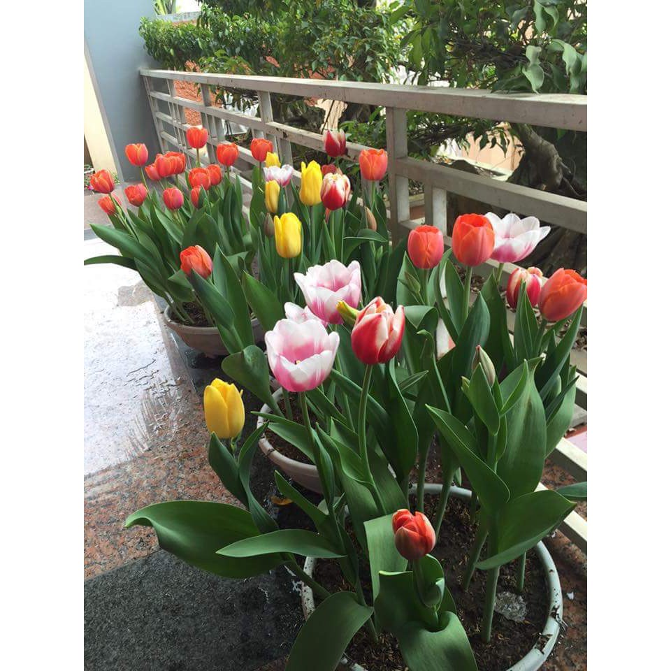 [Xả Kho] Combo 10 củ giống hoa TULIP chuẩn Hà Lan đủ 5 màu HGJGHJ ...
