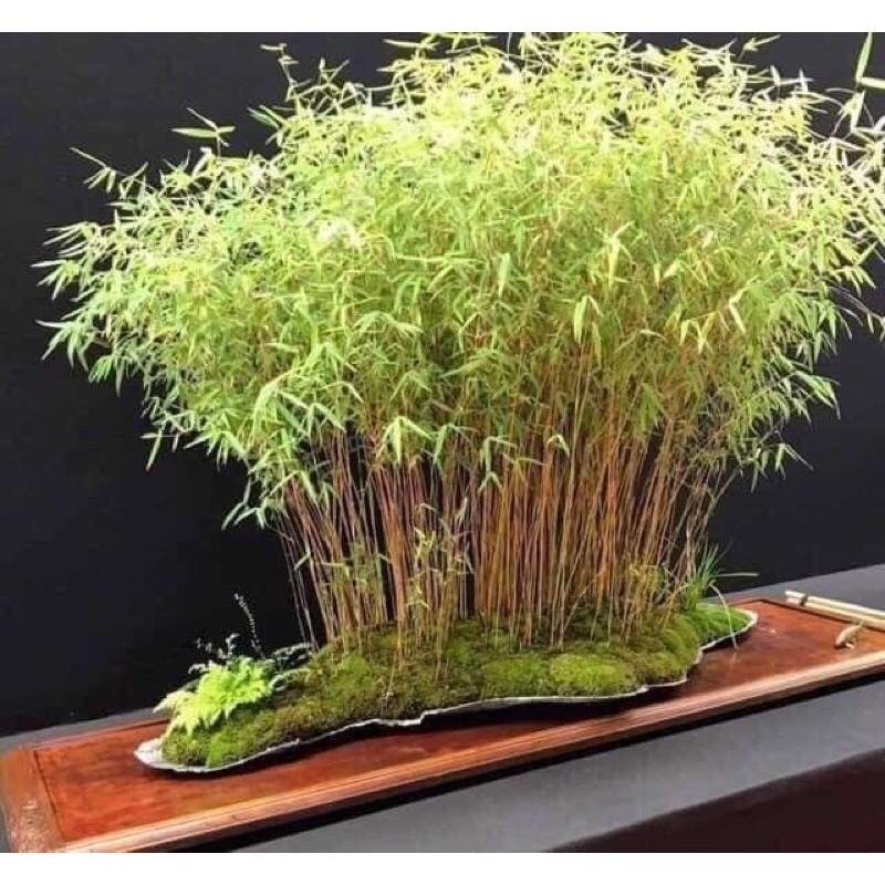 1 bụi Cây trúc tăm mini làm tiểu cảnh | Shopee Việt Nam