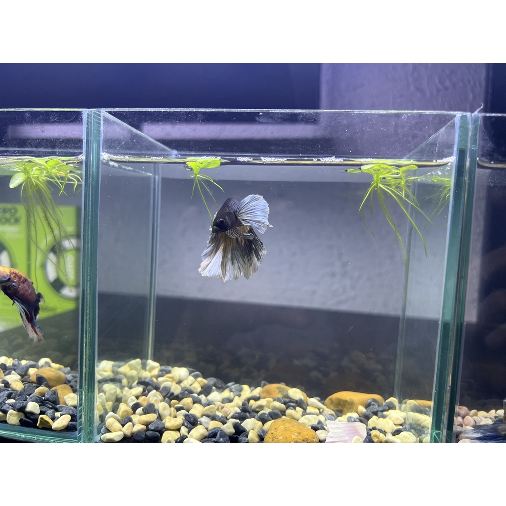 ( hỏa tốc HCM) Bể cá mini Betta nhỏ xinh để bàn 18x12x15cm - dán giấu keo siêu đẹp. | Shopee ...