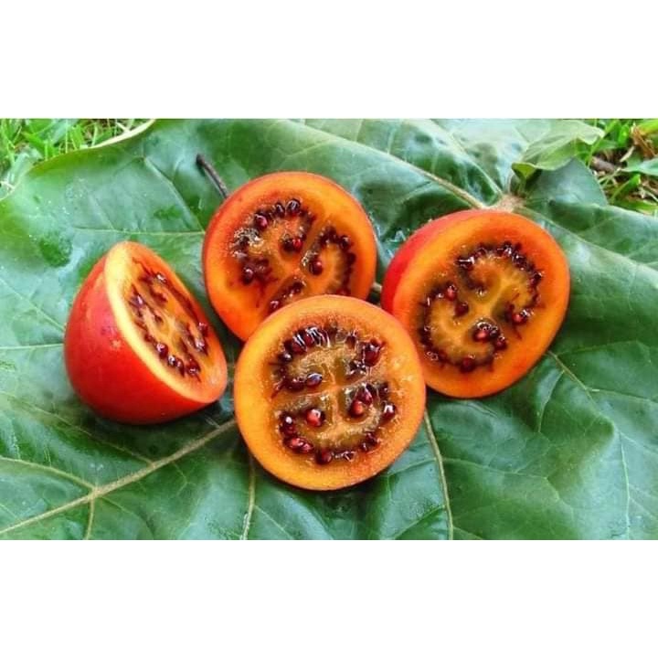 CÂY GIỐNG CÀ CHUA THÂN GỖ SADFASD (phuongboutiquebk) | Shopee Việt Nam