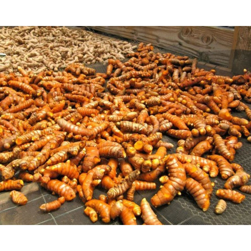 Củ nghệ vàng ( Nghệ Ta) 1kg ( cây khỏe đẹp được kiểm tra trươc thnah ...